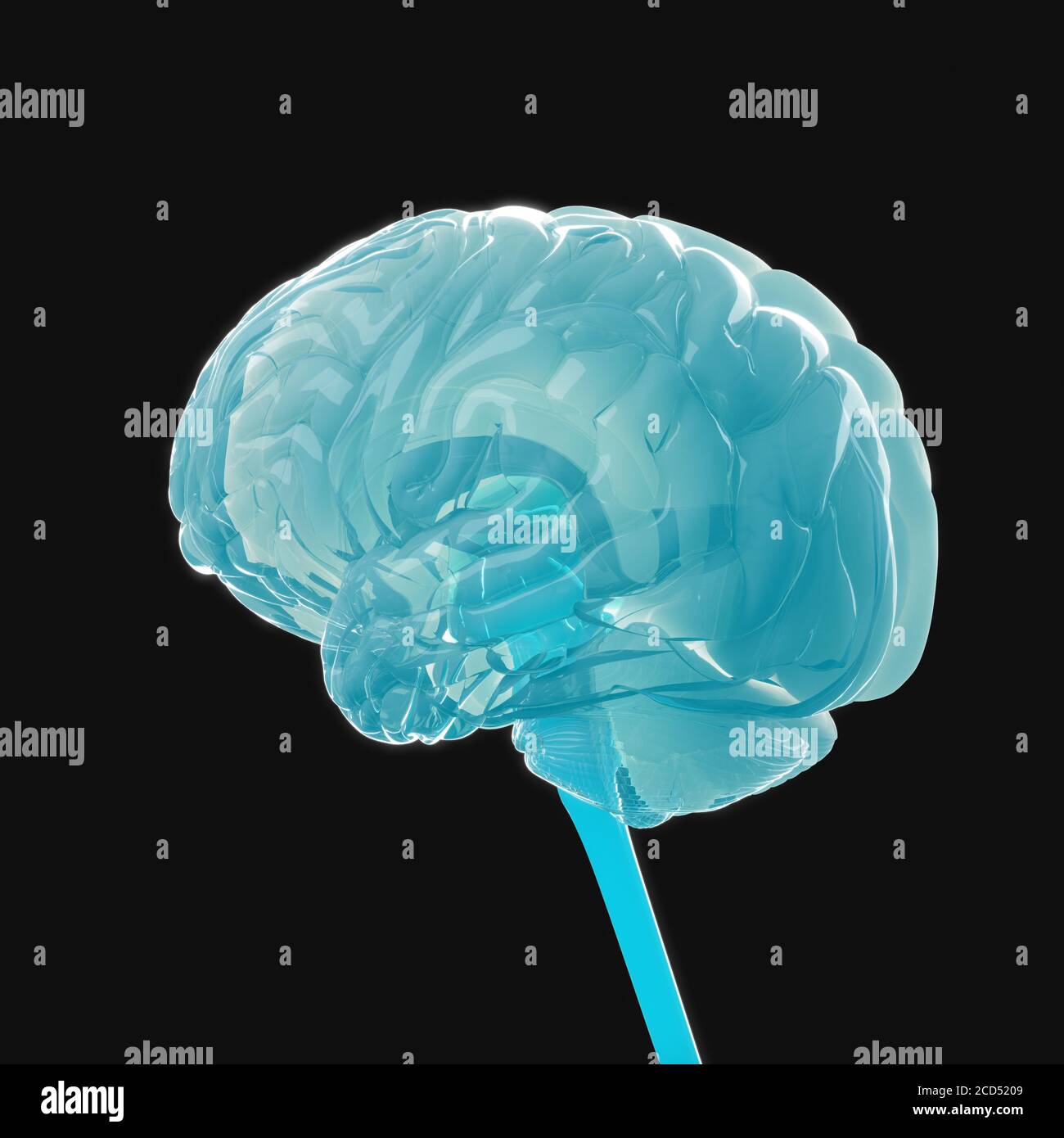 Anatomy illustration of the human brain, concept 3d illustration Stock ...