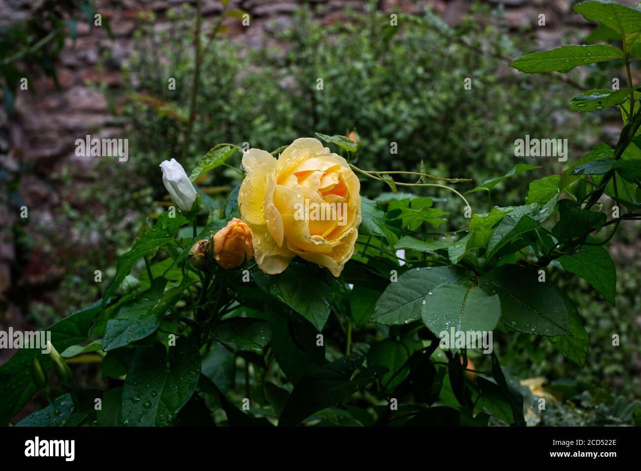 Yellow rose with raindrops hi-res stock photography and images - Alamy