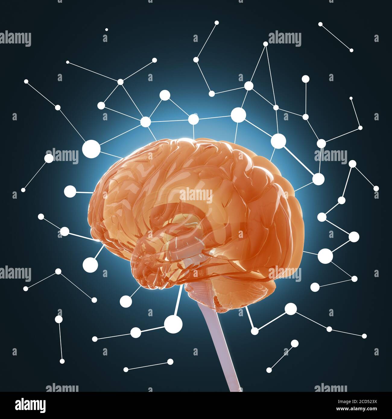 Anatomy illustration of the human brain, concept 3d illustration Stock ...