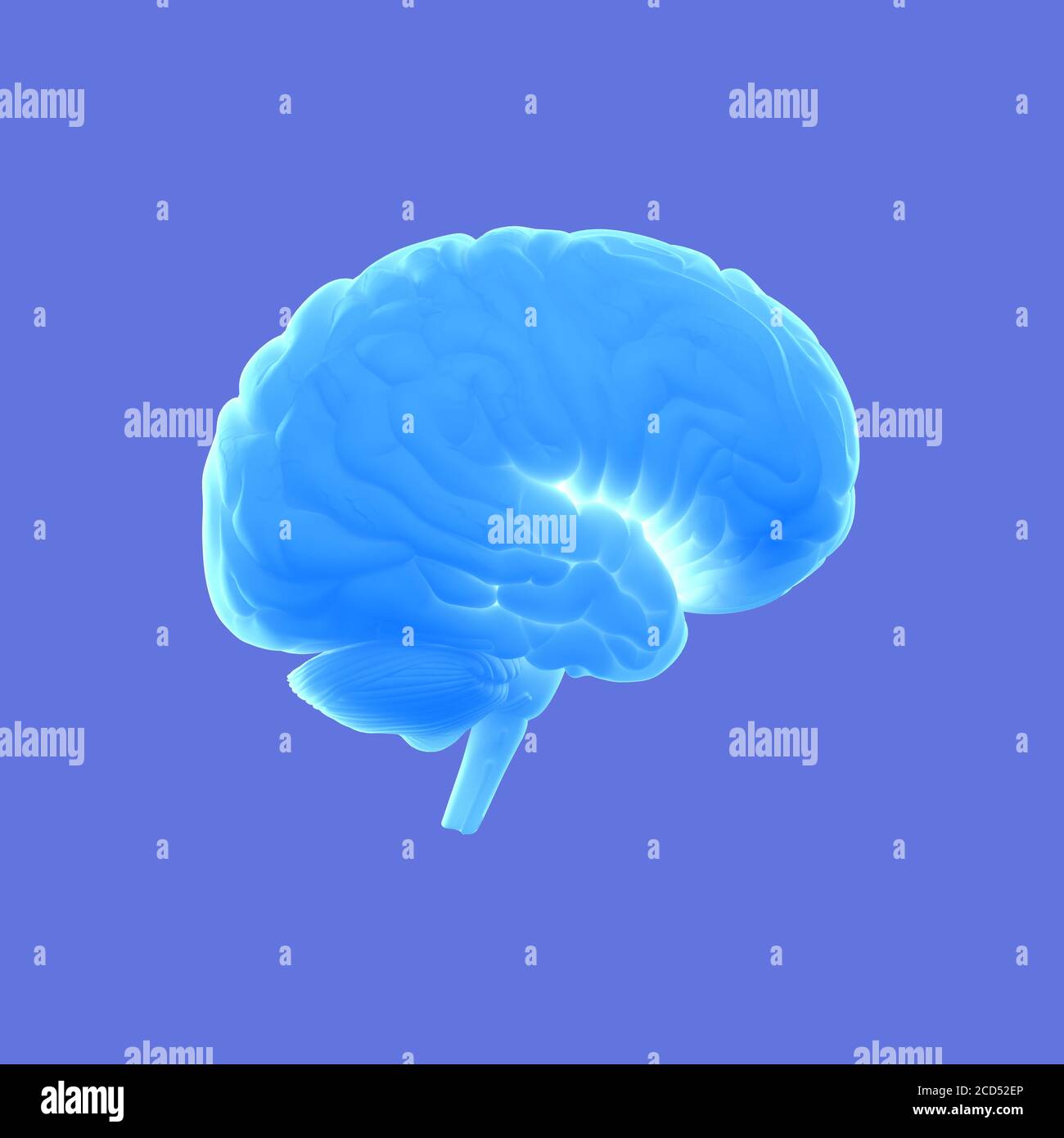 Anatomy illustration of the human brain, concept 3d illustration Stock ...