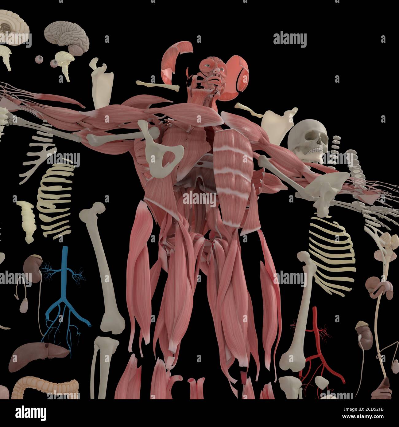 Anatomy illustration of human body parts exploded view flatlay 3D ...