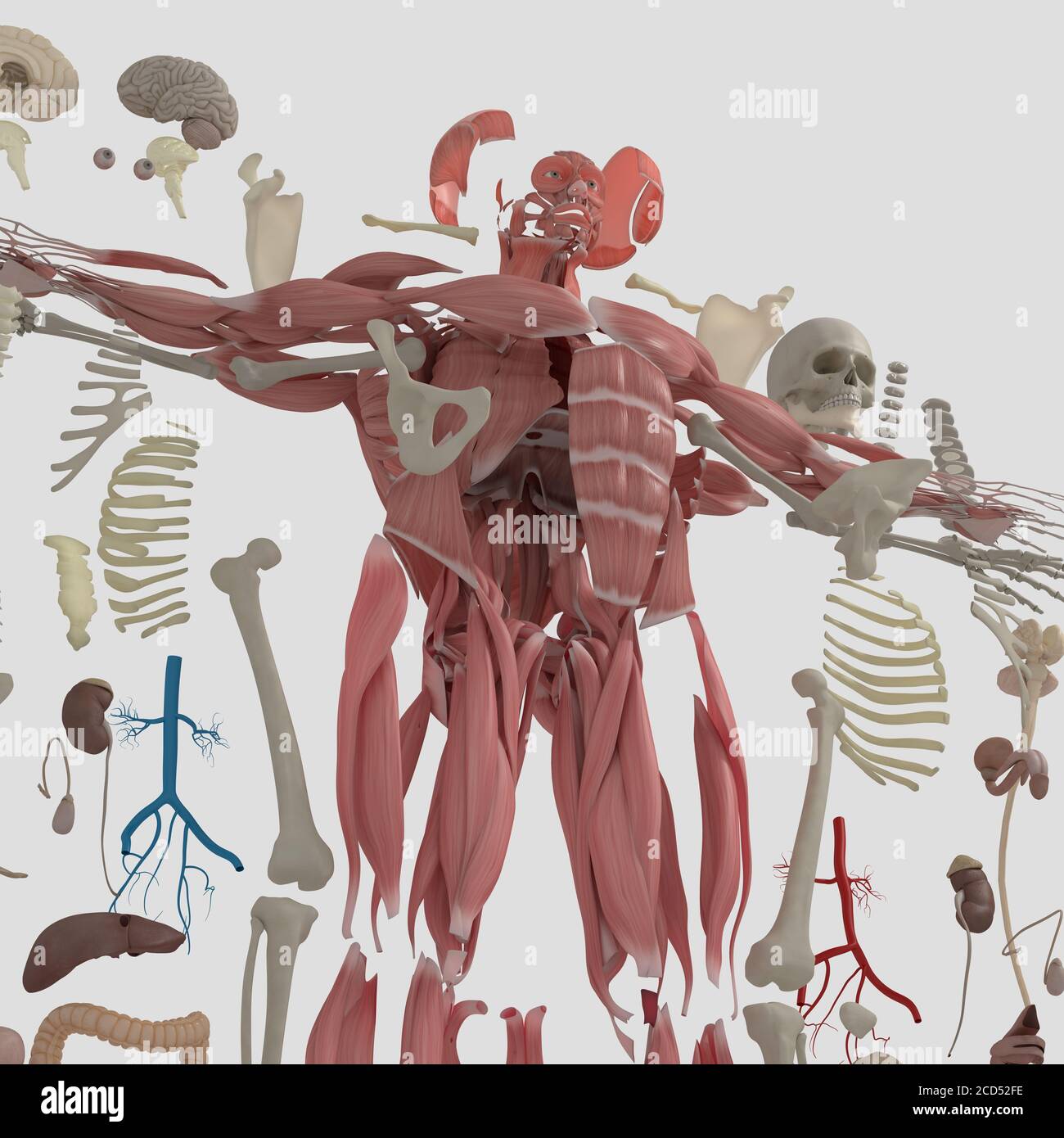 Anatomy illustration of human body parts exploded view flatlay 3D ...