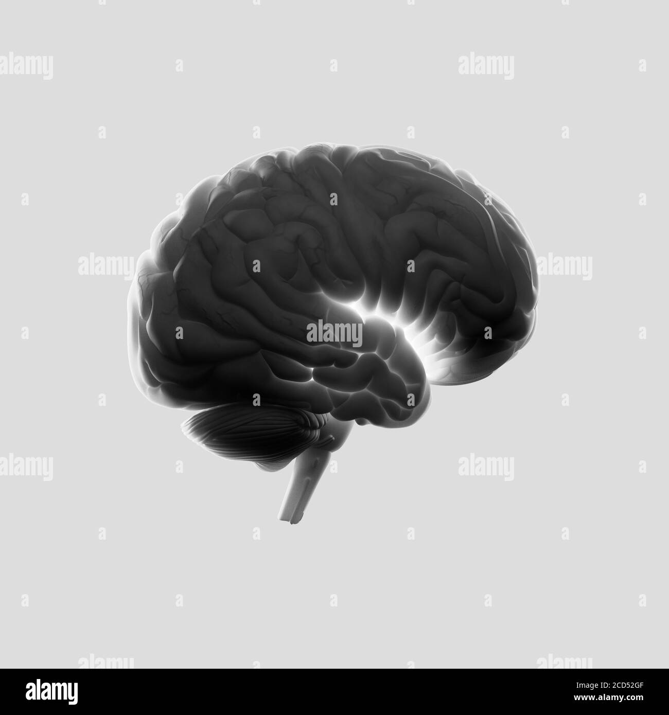 Anatomy illustration of the human brain, concept 3d illustration Stock ...