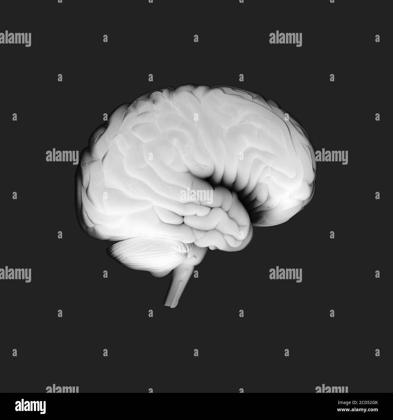Anatomy illustration of the human brain, concept 3d illustration Stock ...