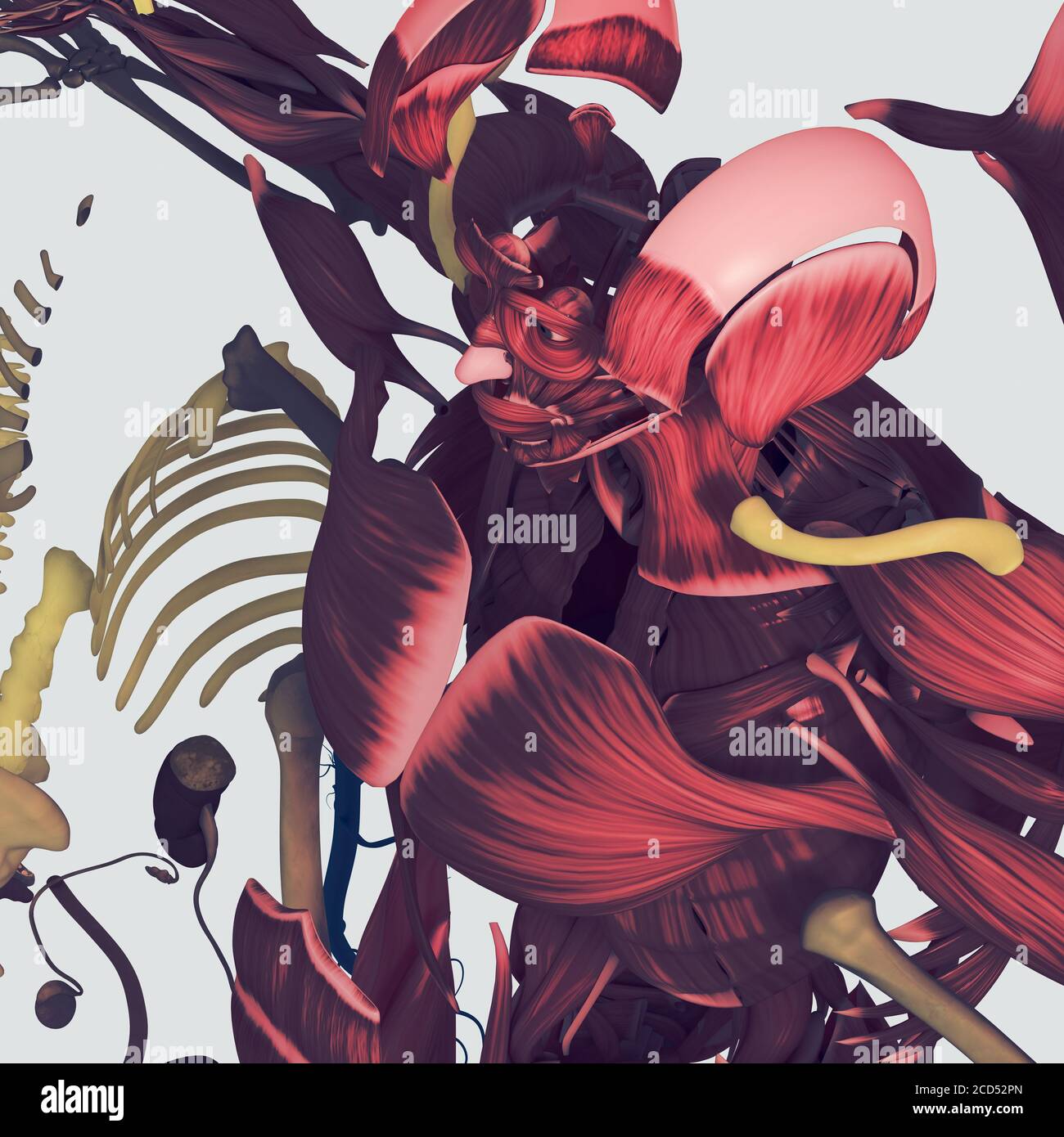 Anatomy illustration of human body parts exploded view flatlay 3D ...