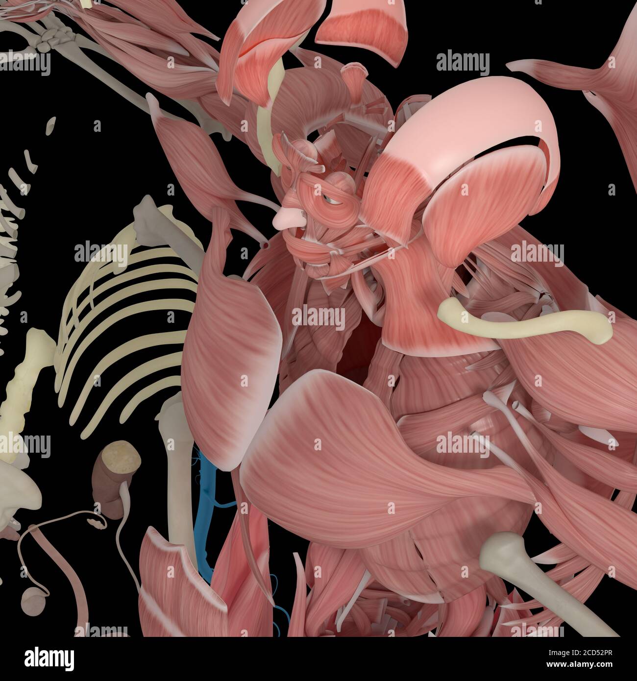 Anatomy illustration of human body parts exploded view flatlay 3D ...