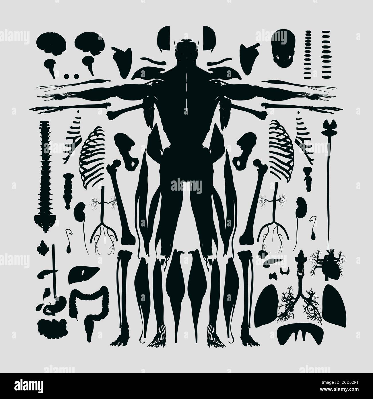 Anatomy illustration of human body parts exploded view flatlay 3D ...