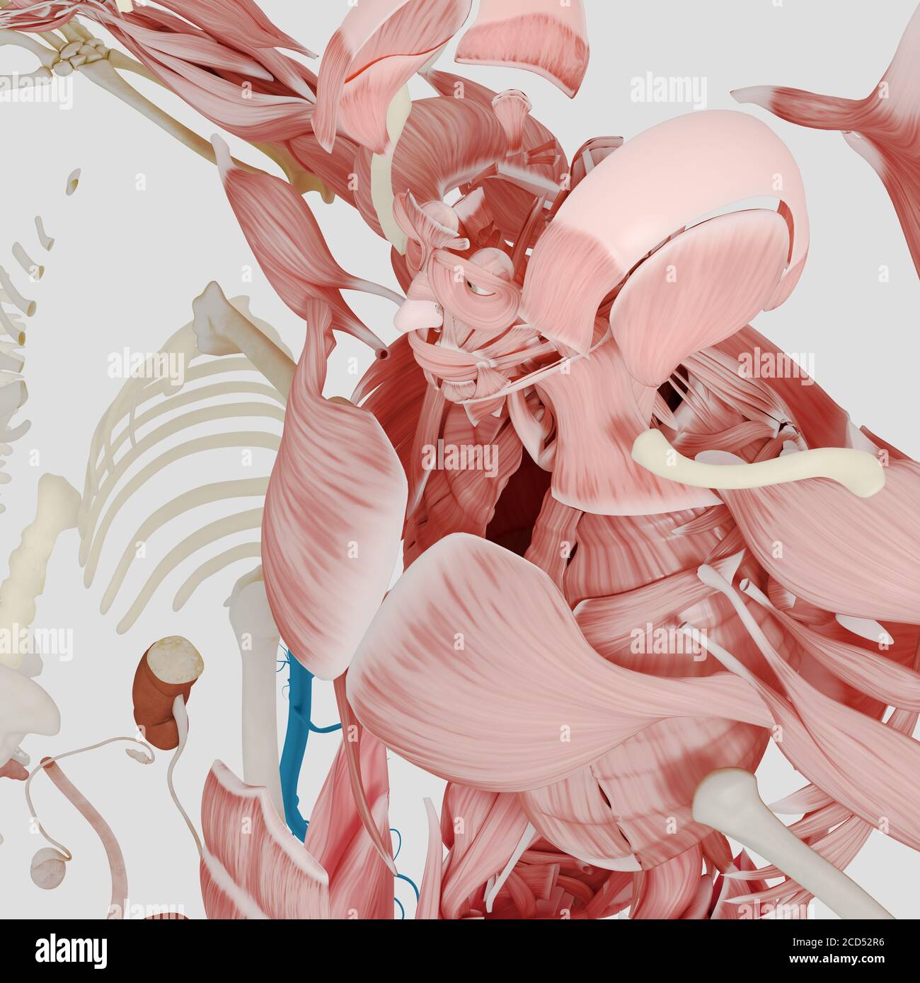 Anatomy illustration of human body parts exploded view flatlay 3D ...