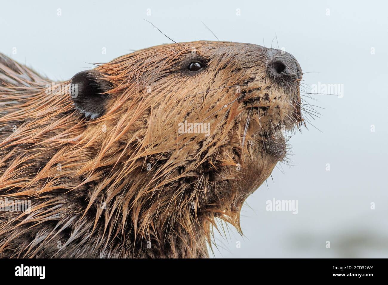 A portrait of an alert Beaver in Winter Stock Photo - Alamy