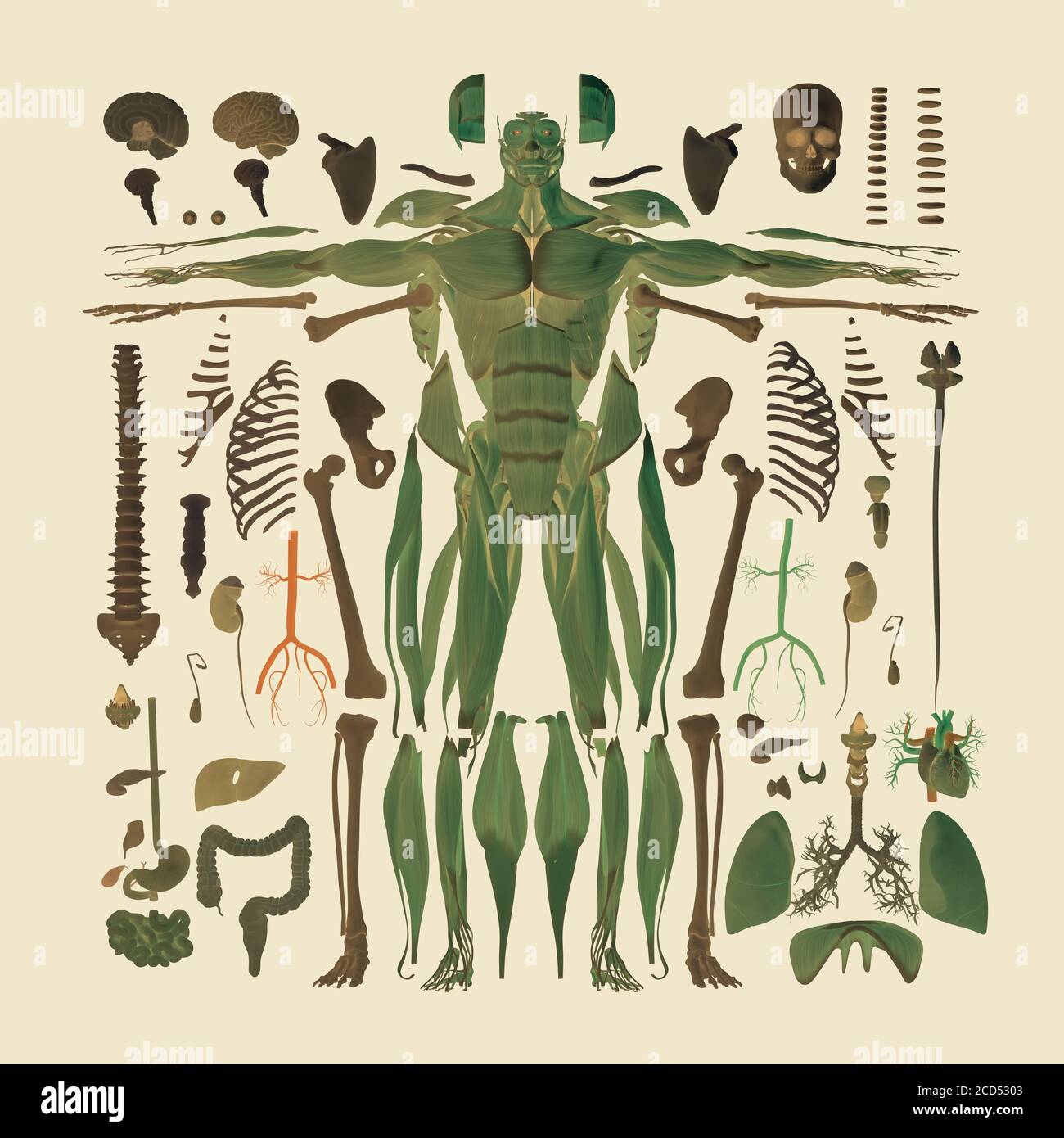 Anatomy illustration of human body parts exploded view flatlay 3D ...