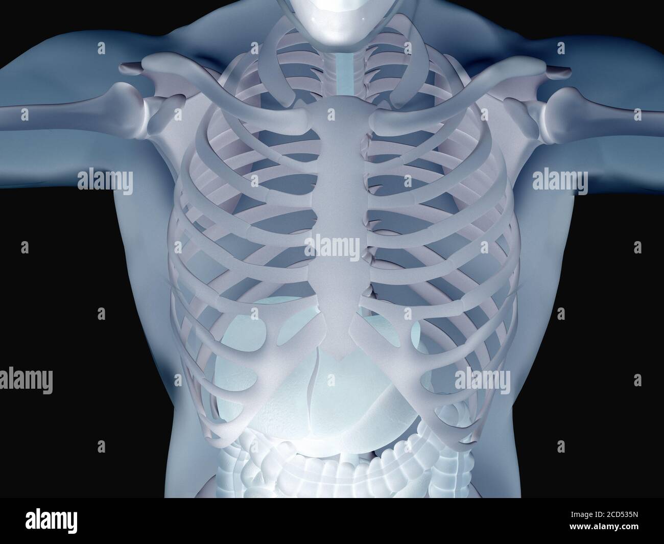 Human rib cage hi-res stock photography and images - Alamy
