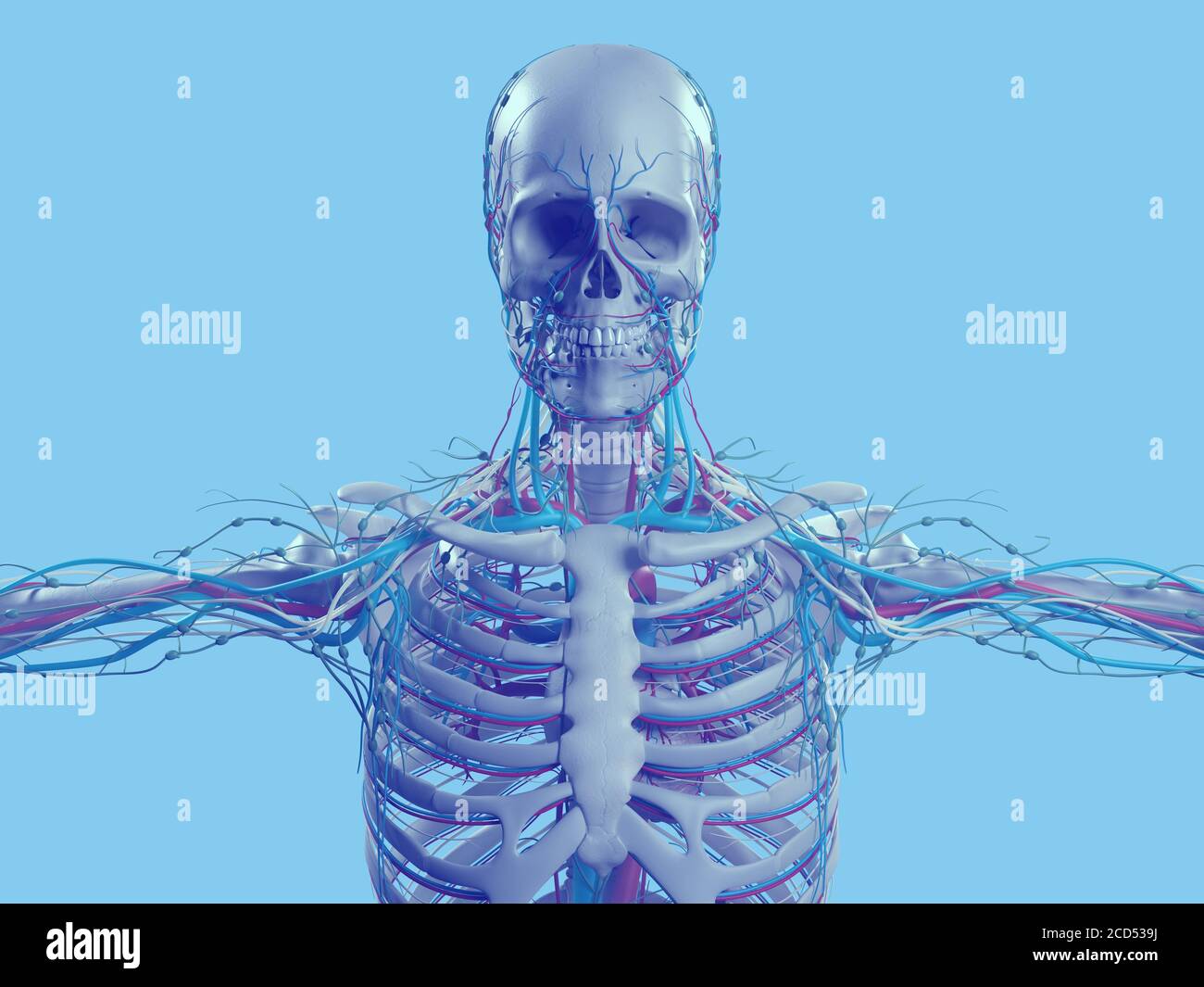 Anatomy illustration of human skull, head with skeleton and vascular ...
