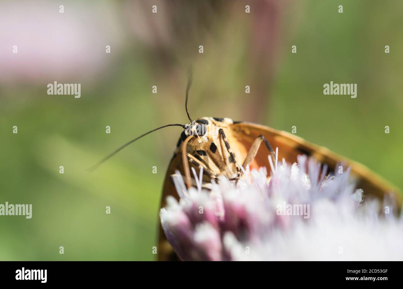Jersey Tiger Moth (Euplagia quadripunctaria) feeding on Hemp-Agrimony ...