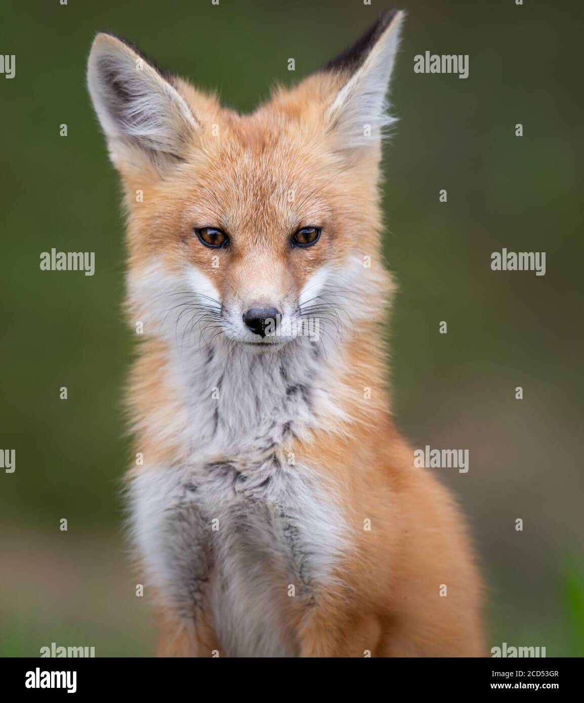 Red fox kits in the Canadian wilderness Stock Photo - Alamy
