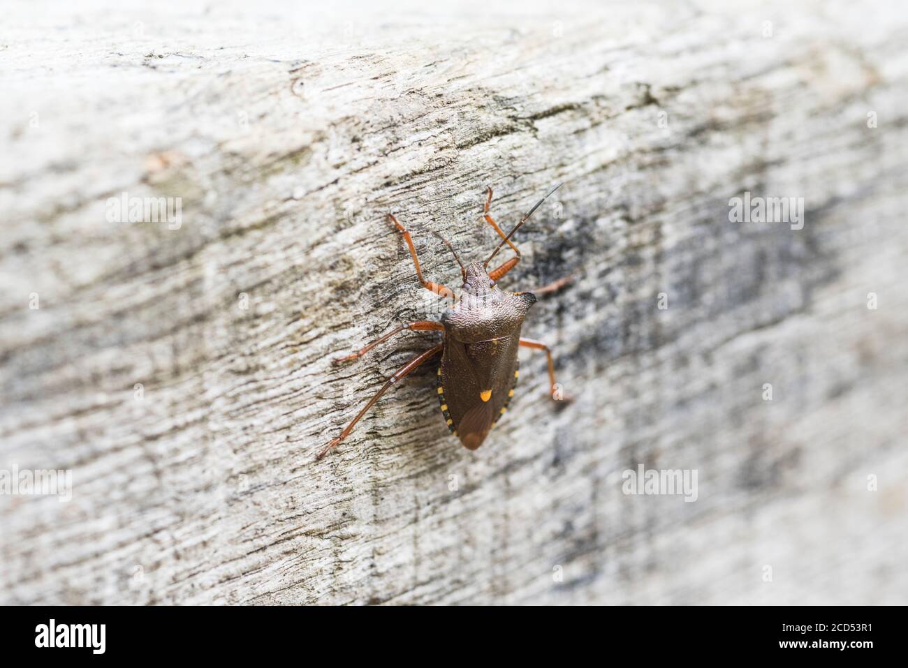 Red legged shield bug hi-res stock photography and images - Alamy