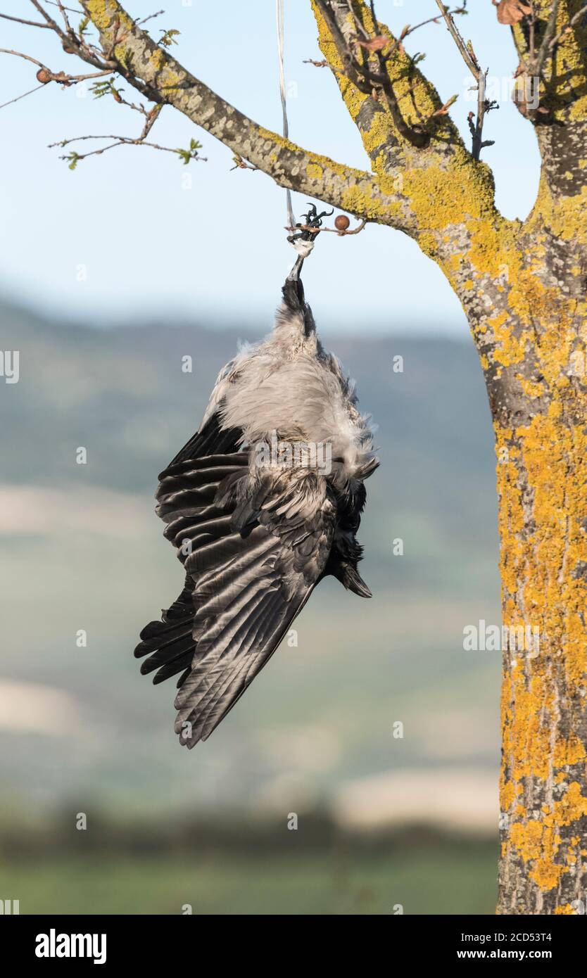 Trophy hanging hi-res stock photography and images - Alamy