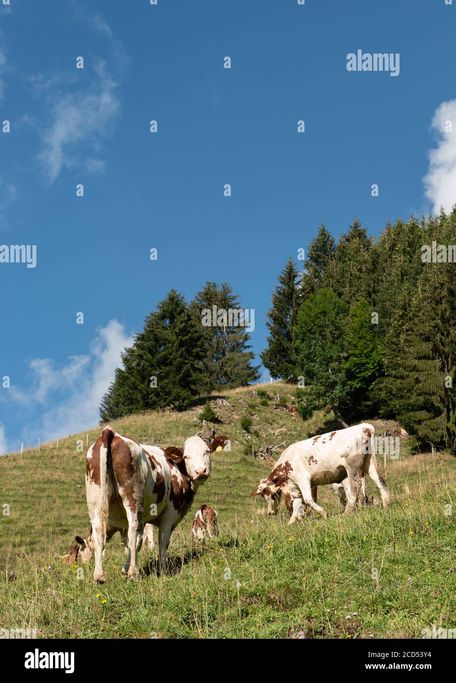 Swiss cows in the Gruyere region, Switzerland Stock Photo - Alamy