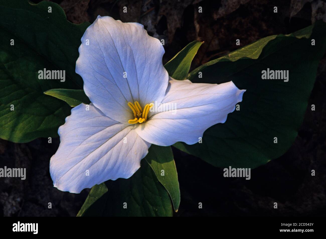 Trillium wildflowers hi-res stock photography and images - Alamy