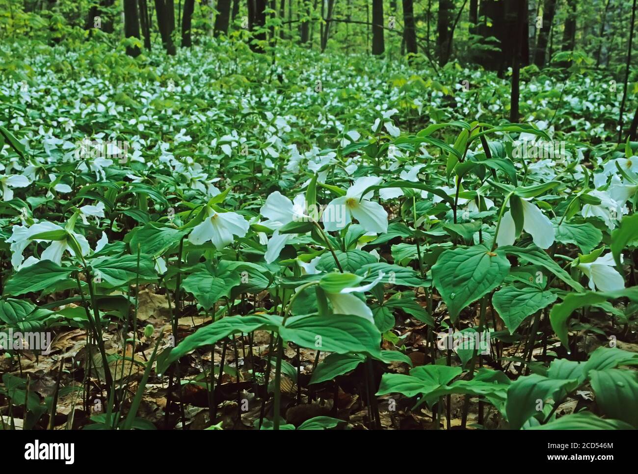 Trilliums ontario spring wildflowers hi-res stock photography and ...