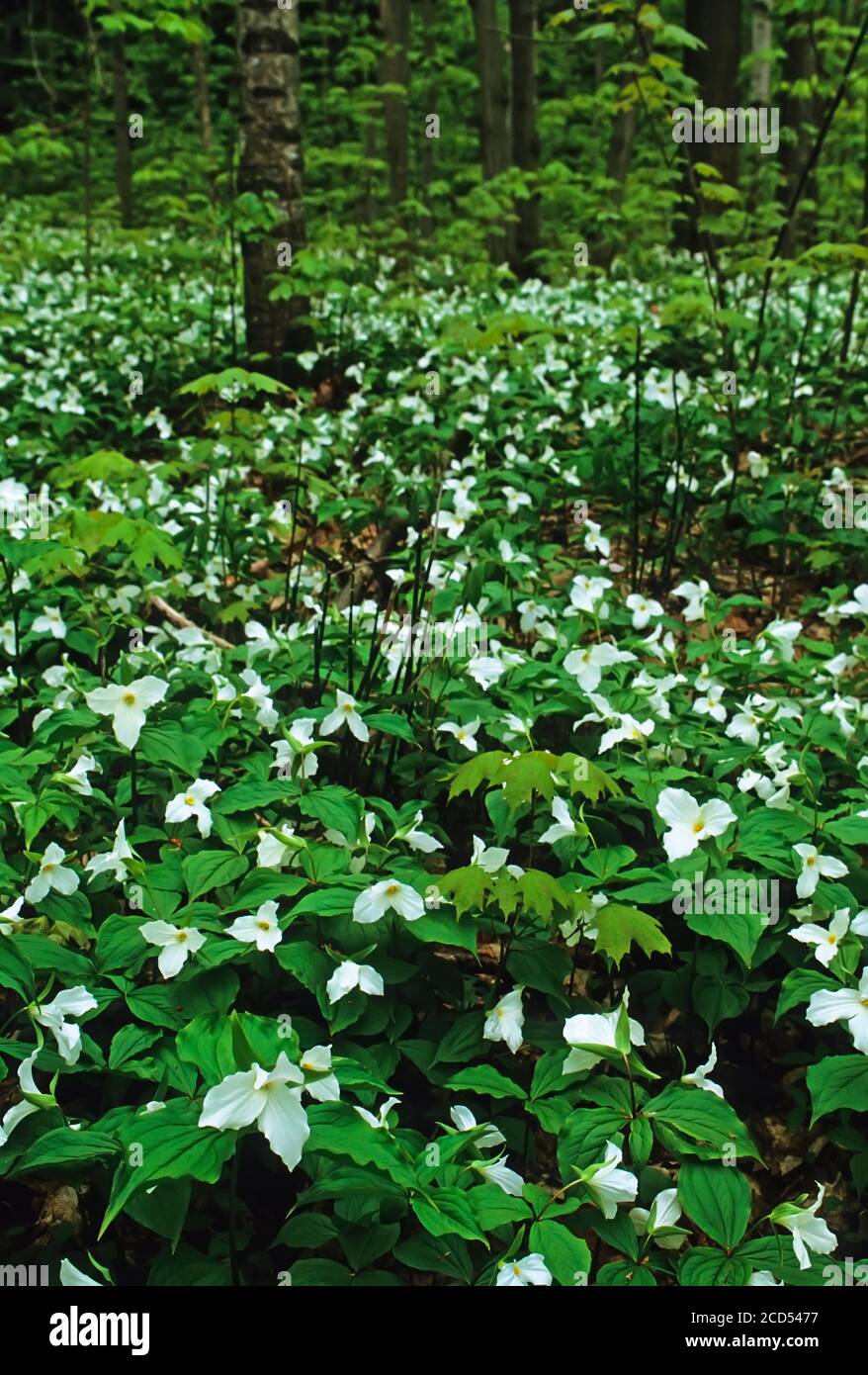 Trilliums ontario spring wildflowers hi-res stock photography and ...