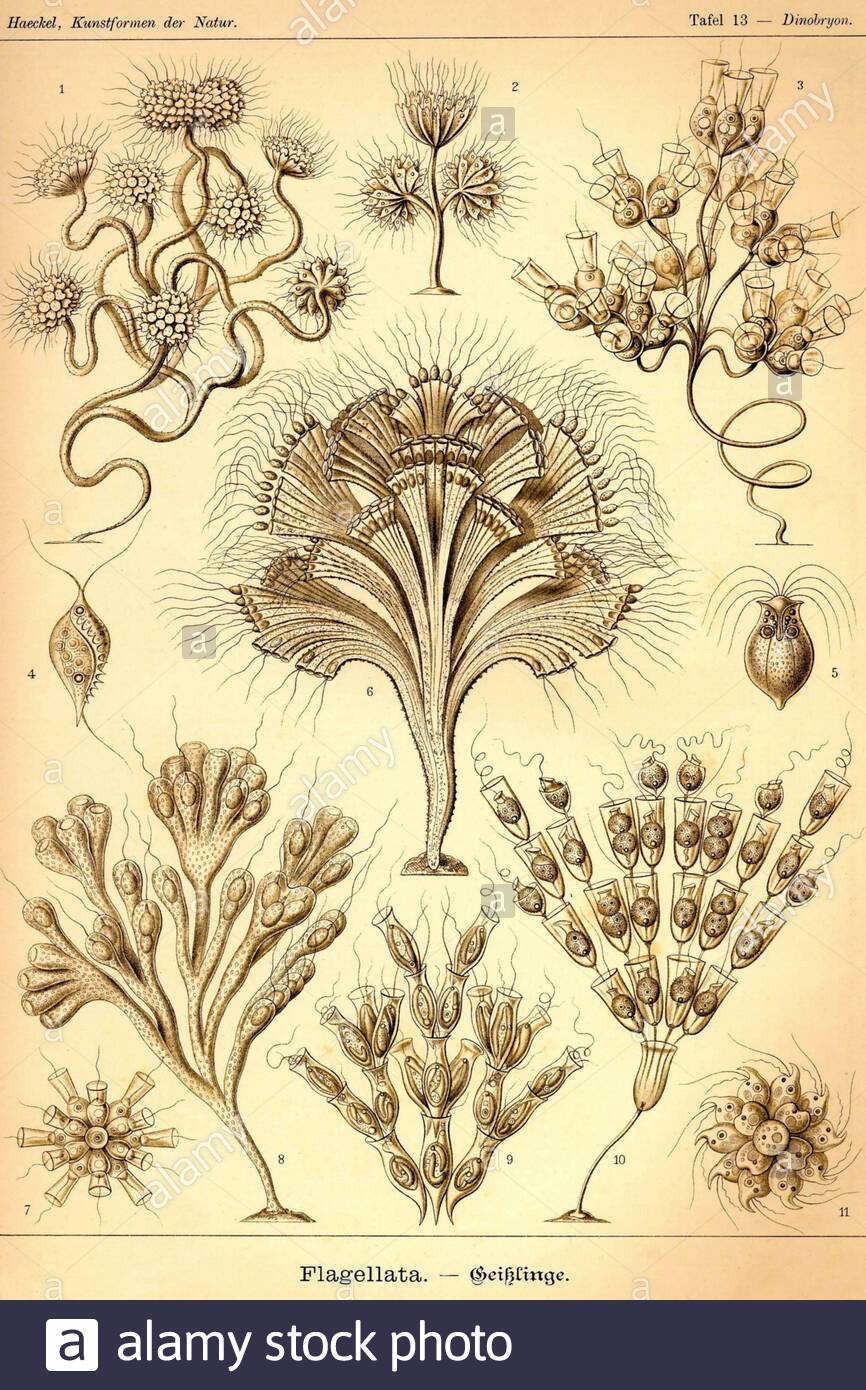 Flagellates High Resolution Stock Photography and Images - Alamy