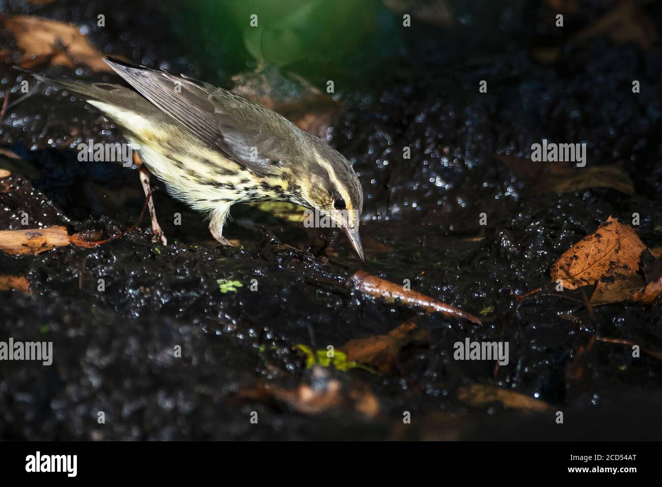 Waterthrush birds songbirds hi-res stock photography and images - Alamy