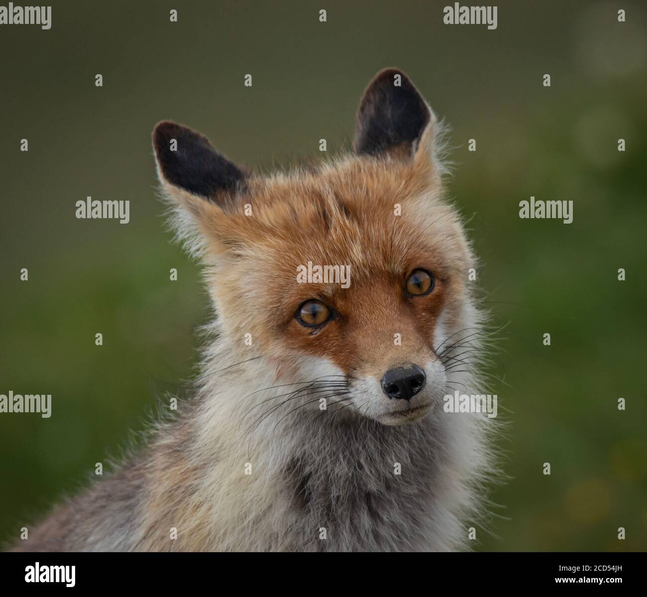 fox in the wild Stock Photo - Alamy