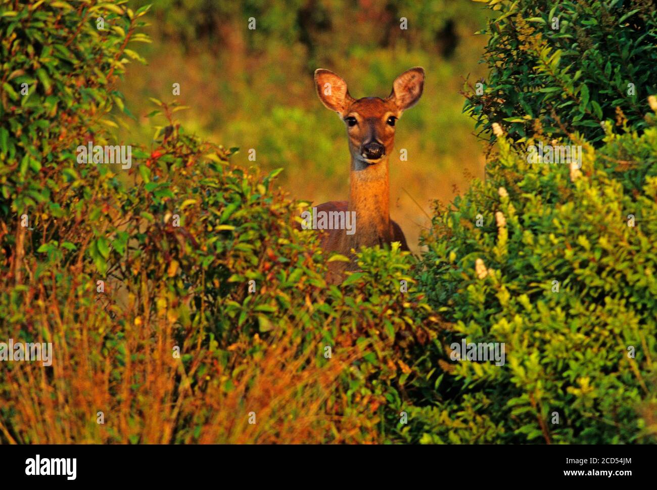 Deer in early morning light hi-res stock photography and images - Alamy