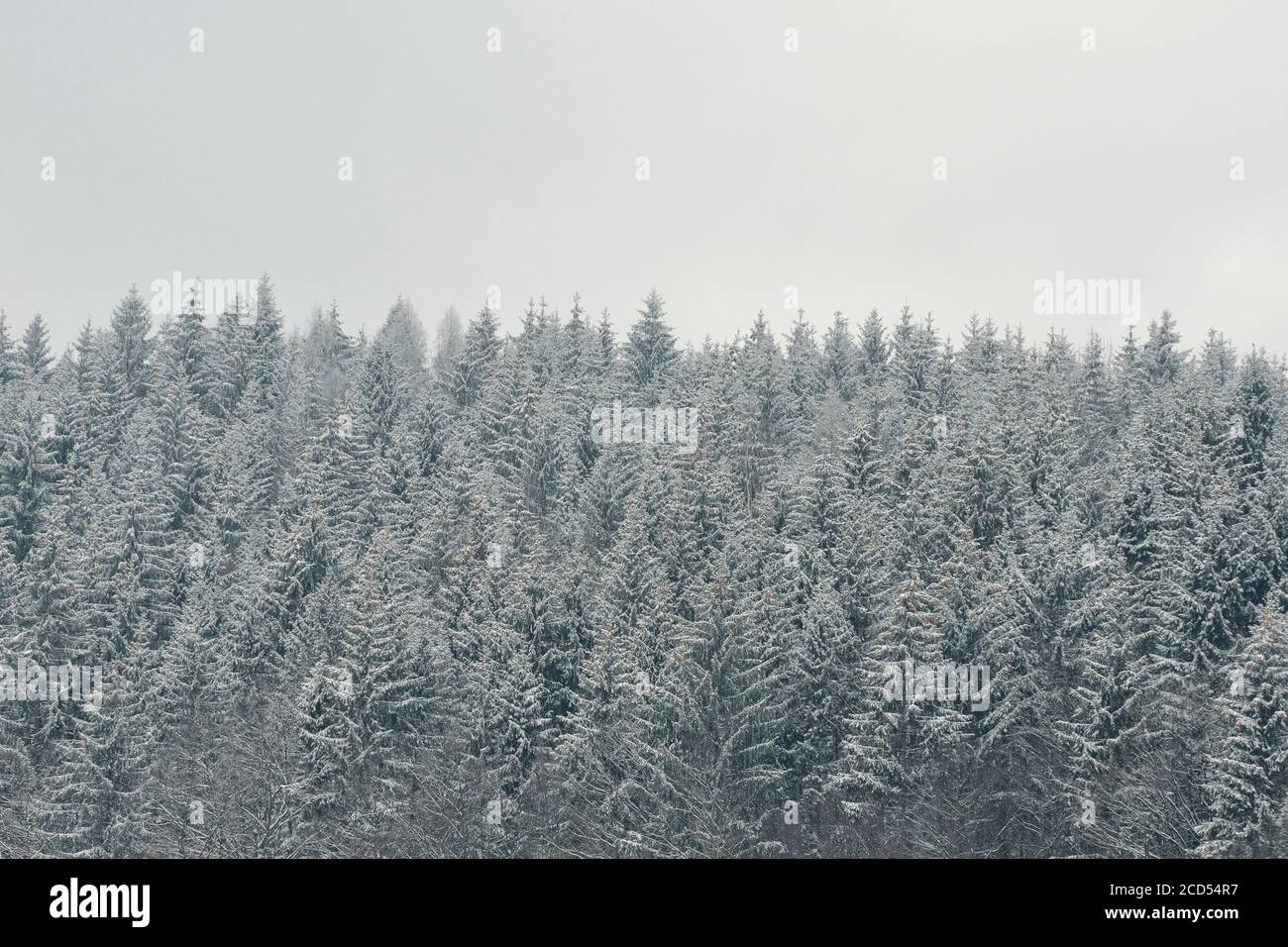 Snow-covered tops of firs. Thick coniferous forest. Winter landscape Stock Photo - Alamy