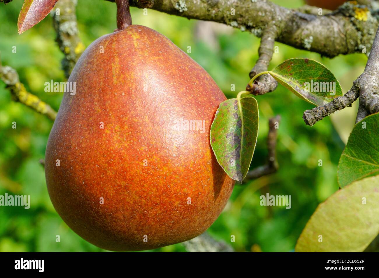 Red pear fruit, close-up picture Stock Photo - Alamy