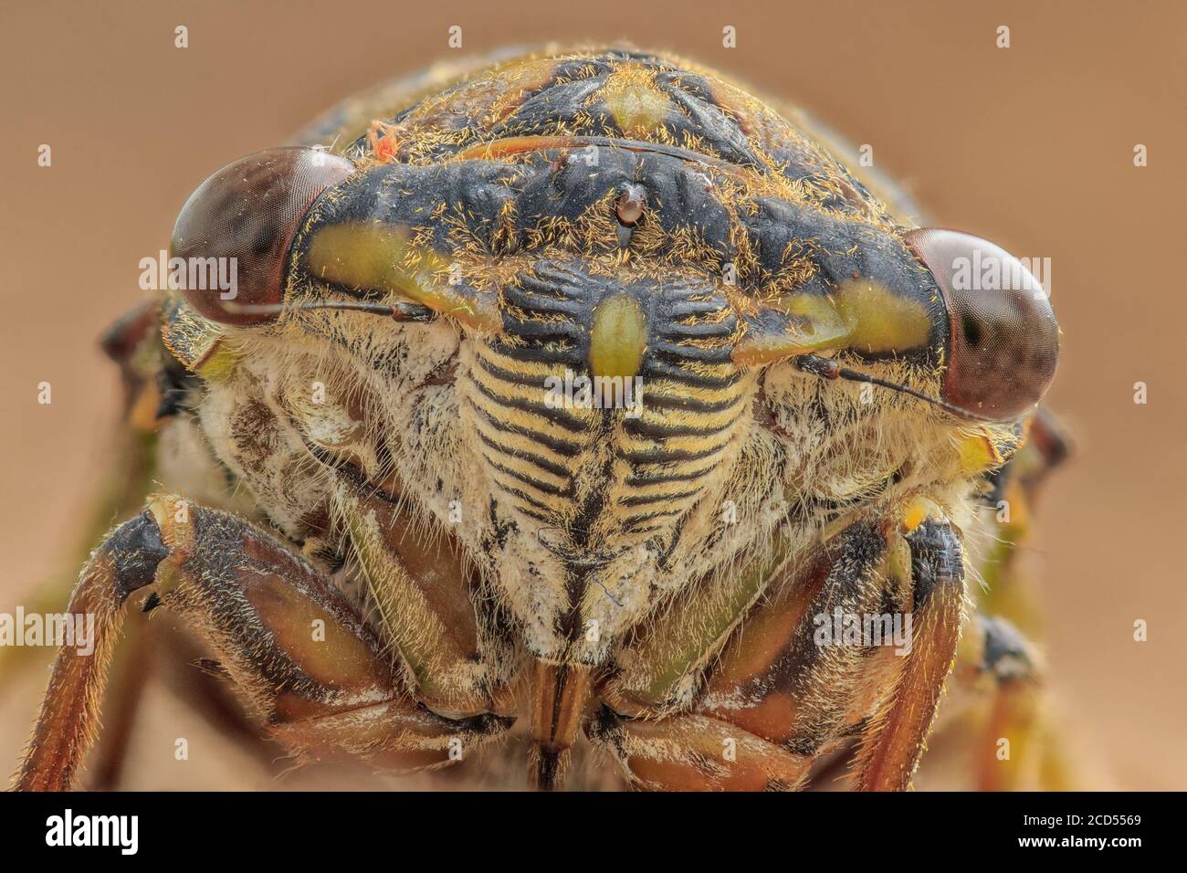 A portrait of a Cicada Stock Photo - Alamy