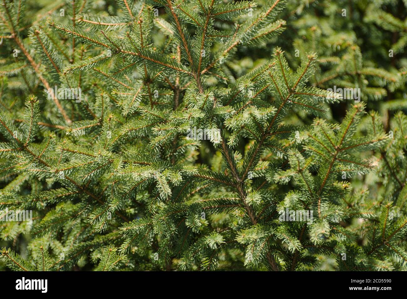 Fir tree sprigs hi-res stock photography and images - Alamy