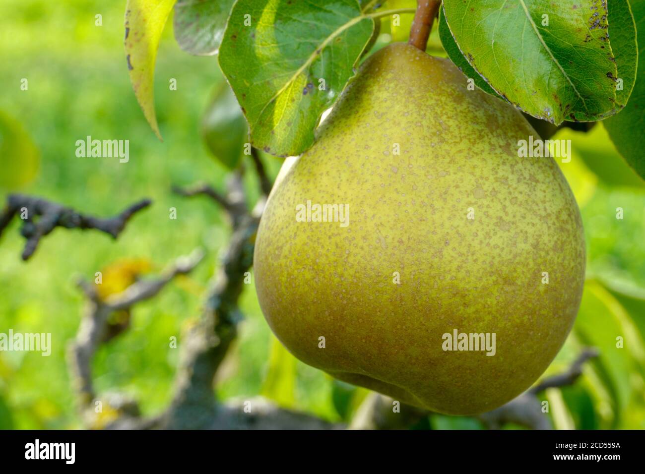 Green pear fruit, close-up picture Stock Photo - Alamy