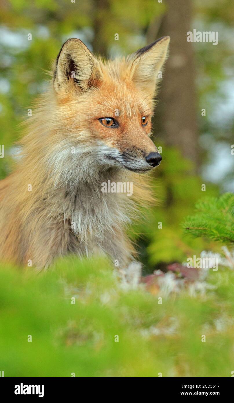 A portrait of an alert Red Fox Stock Photo - Alamy