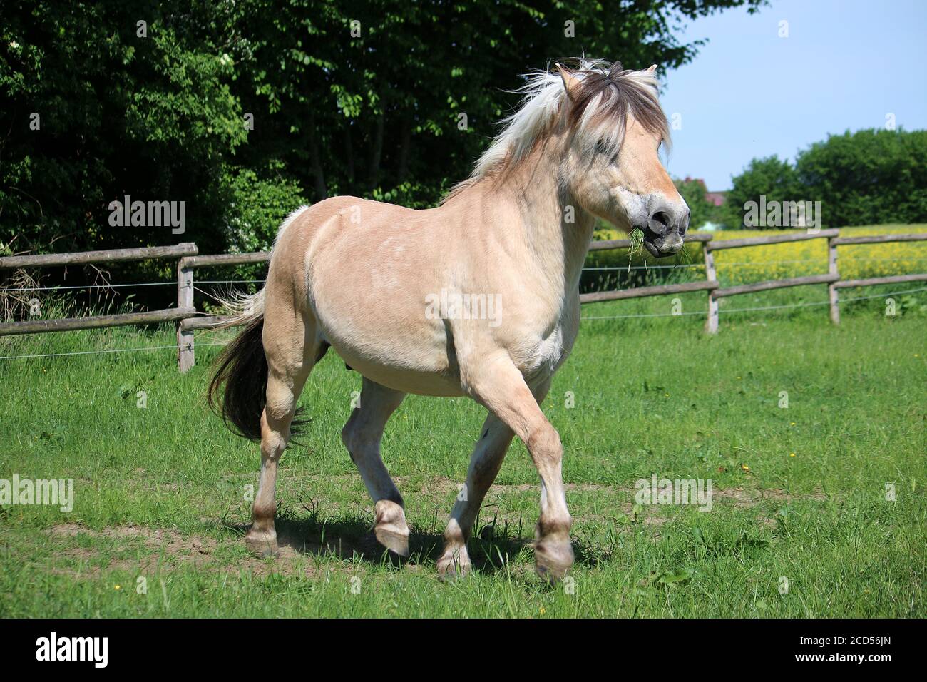 Norwegian Fjord Horse Grazing High Resolution Stock Photography and ...
