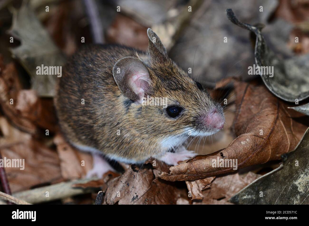 wood mouse apodemus sylvaticus Stock Photo - Alamy