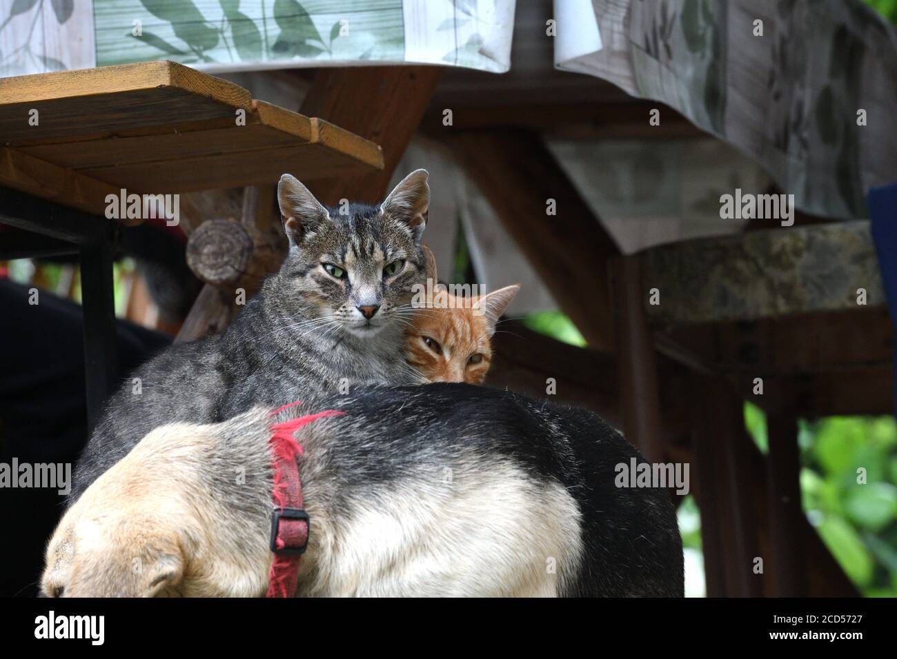 Cat on dogs back hi-res stock photography and images - Alamy