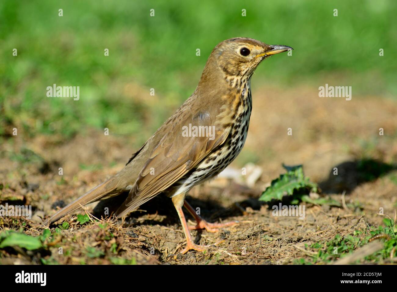Thrush in field hi-res stock photography and images - Alamy
