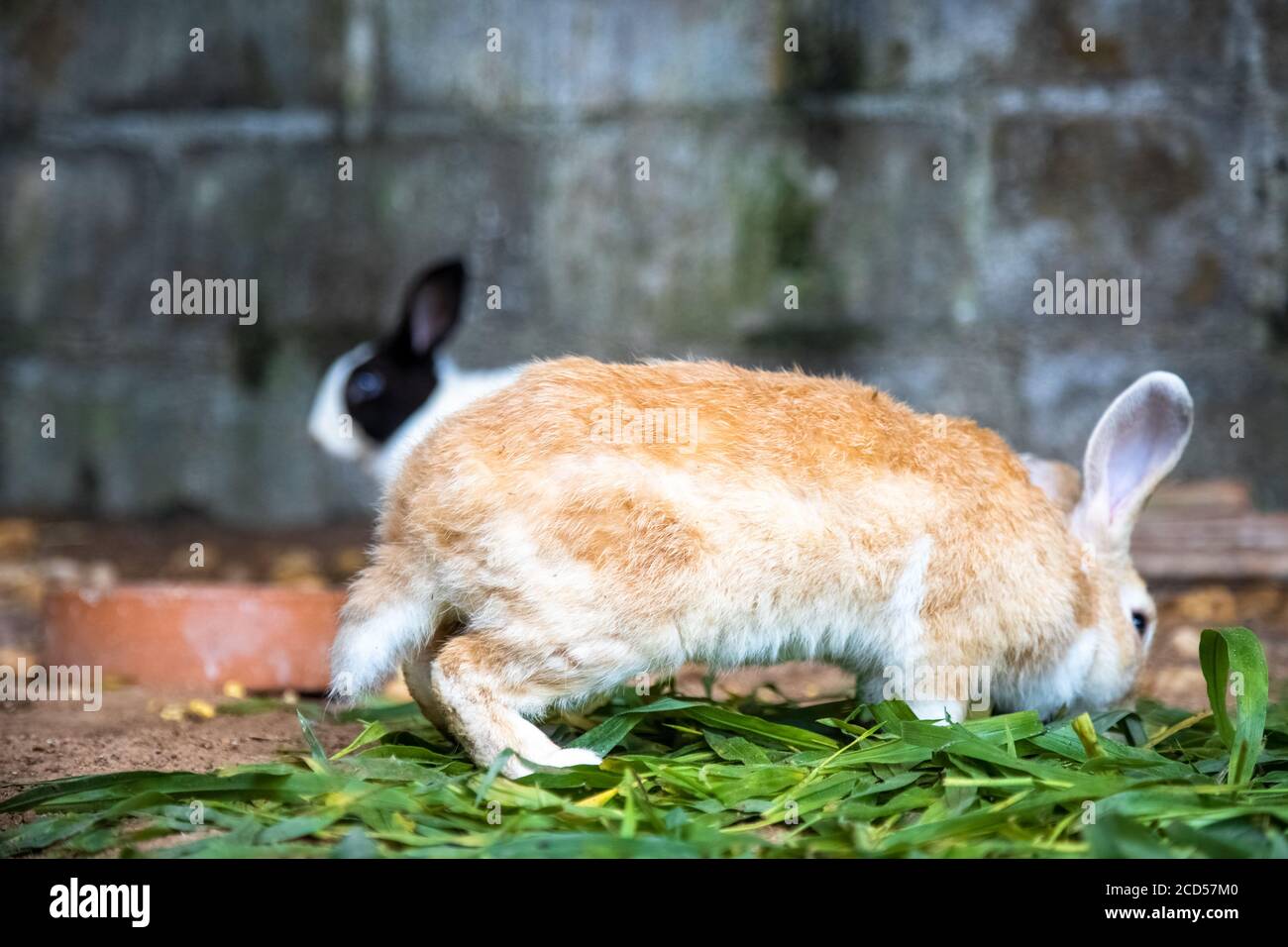 Rabbits cabbage hi-res stock photography and images - Alamy