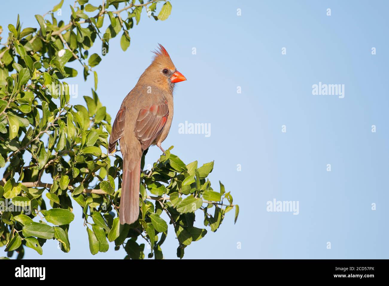 Northern Cardinal (Cardinalis cardinalis) female perched, South Texas ...