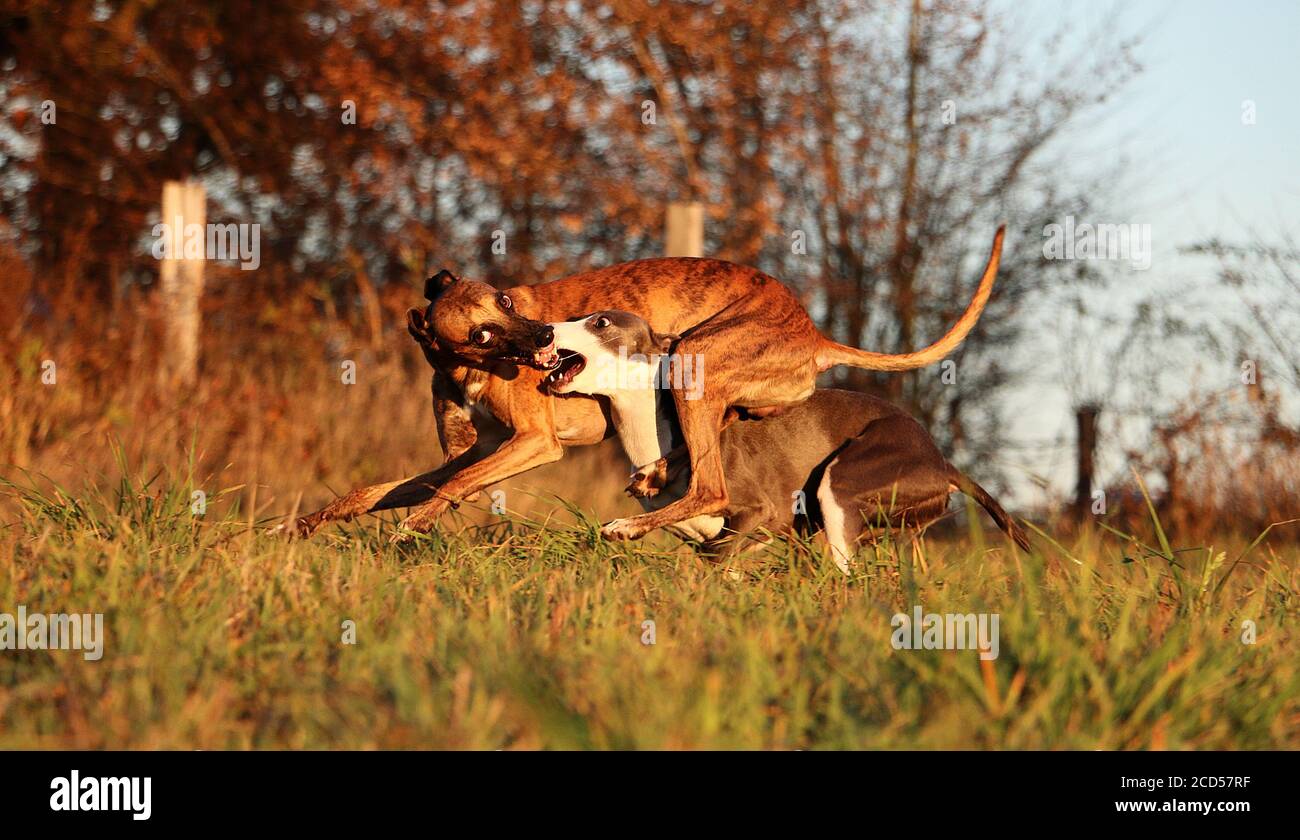 Closeup of two dogs playing, chasing, tackling, and nipping at each ...