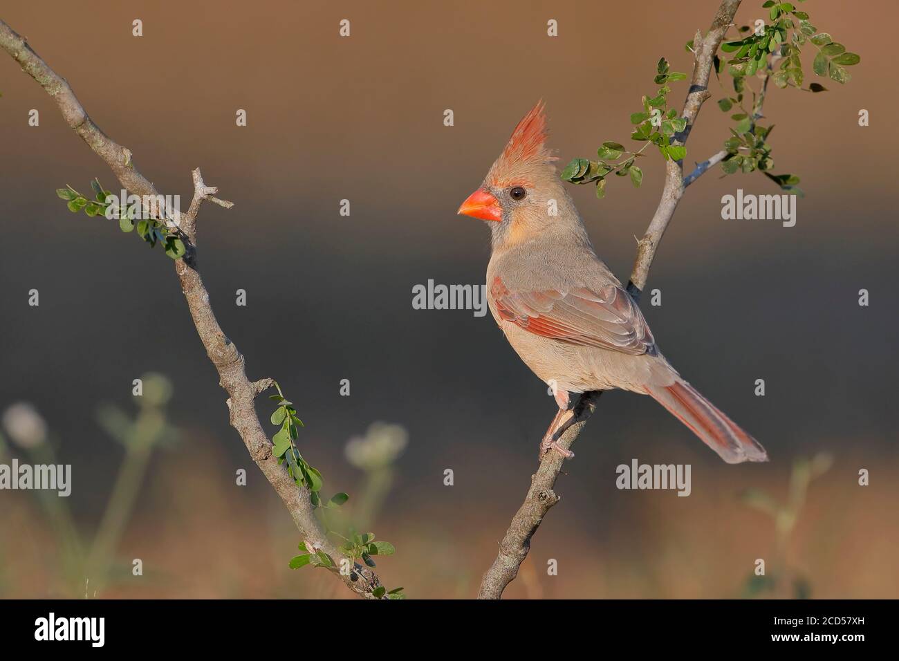 Northern Cardinal (Cardinalis cardinalis) female perched, South Texas ...