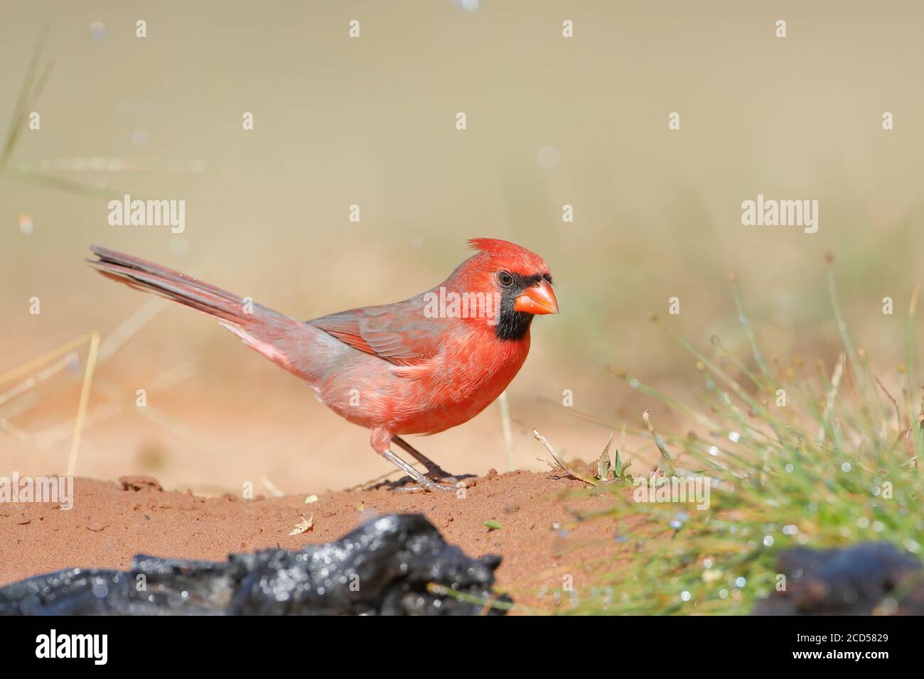 Northern Cardinal (Cardinalis cardinalis) male, South Texas, USA Stock ...