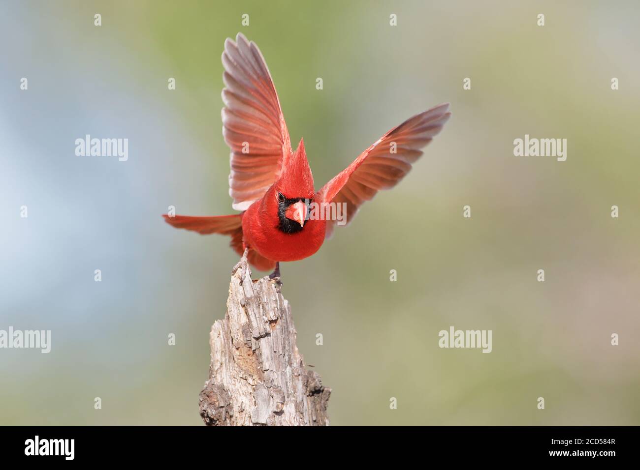 Northern Cardinal (Cardinalis cardinalis) male with wings spread, South ...