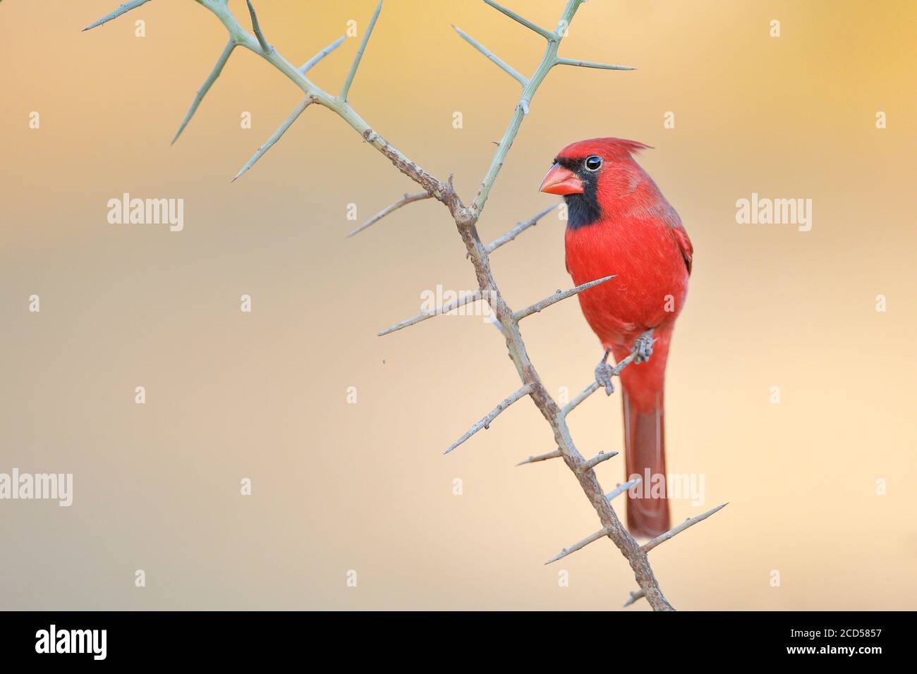 Northern Cardinal (Cardinalis cardinalis) male perched, South Texas ...