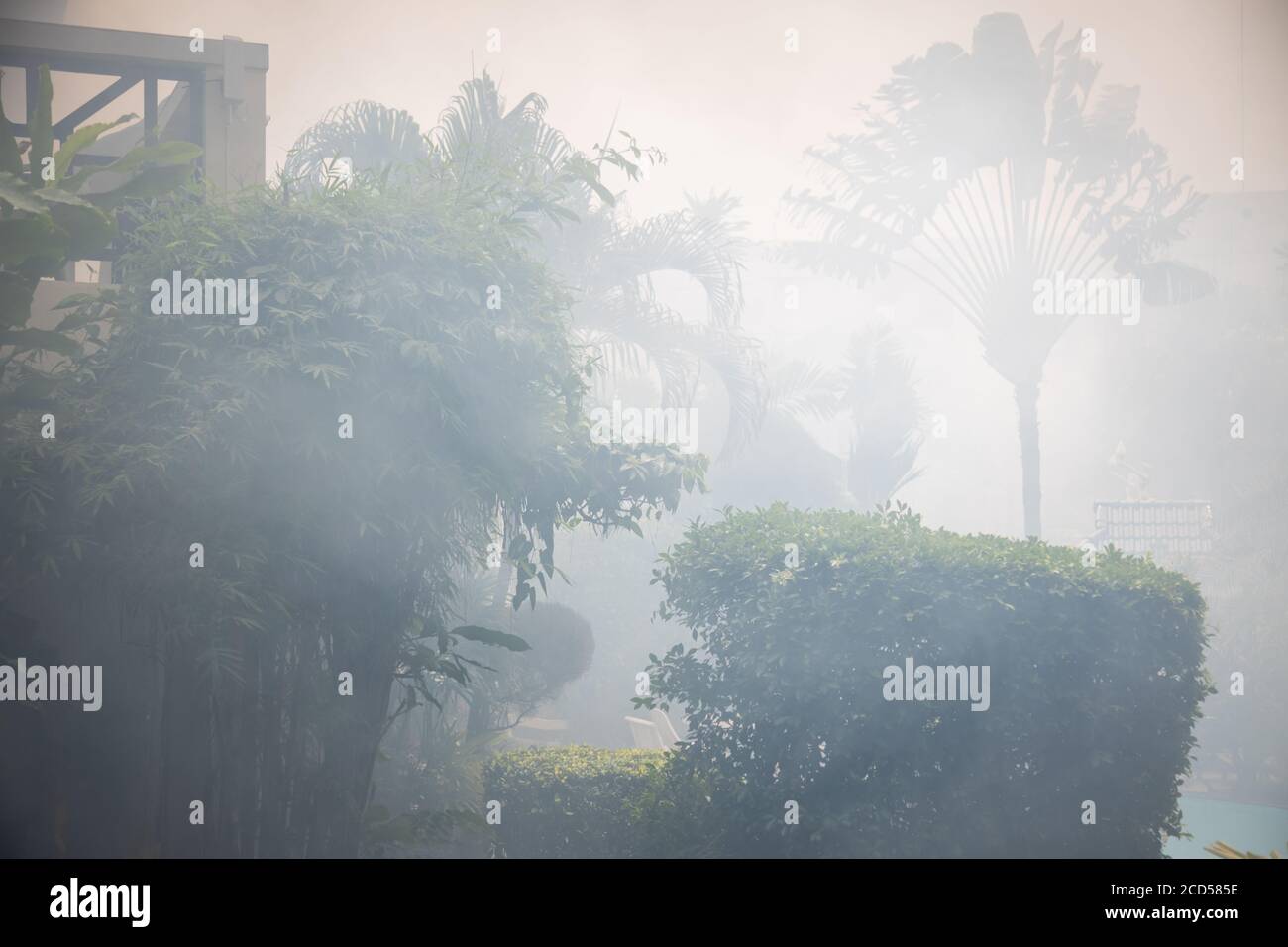 fire in the rainforest. palm trees in smoke Stock Photo - Alamy