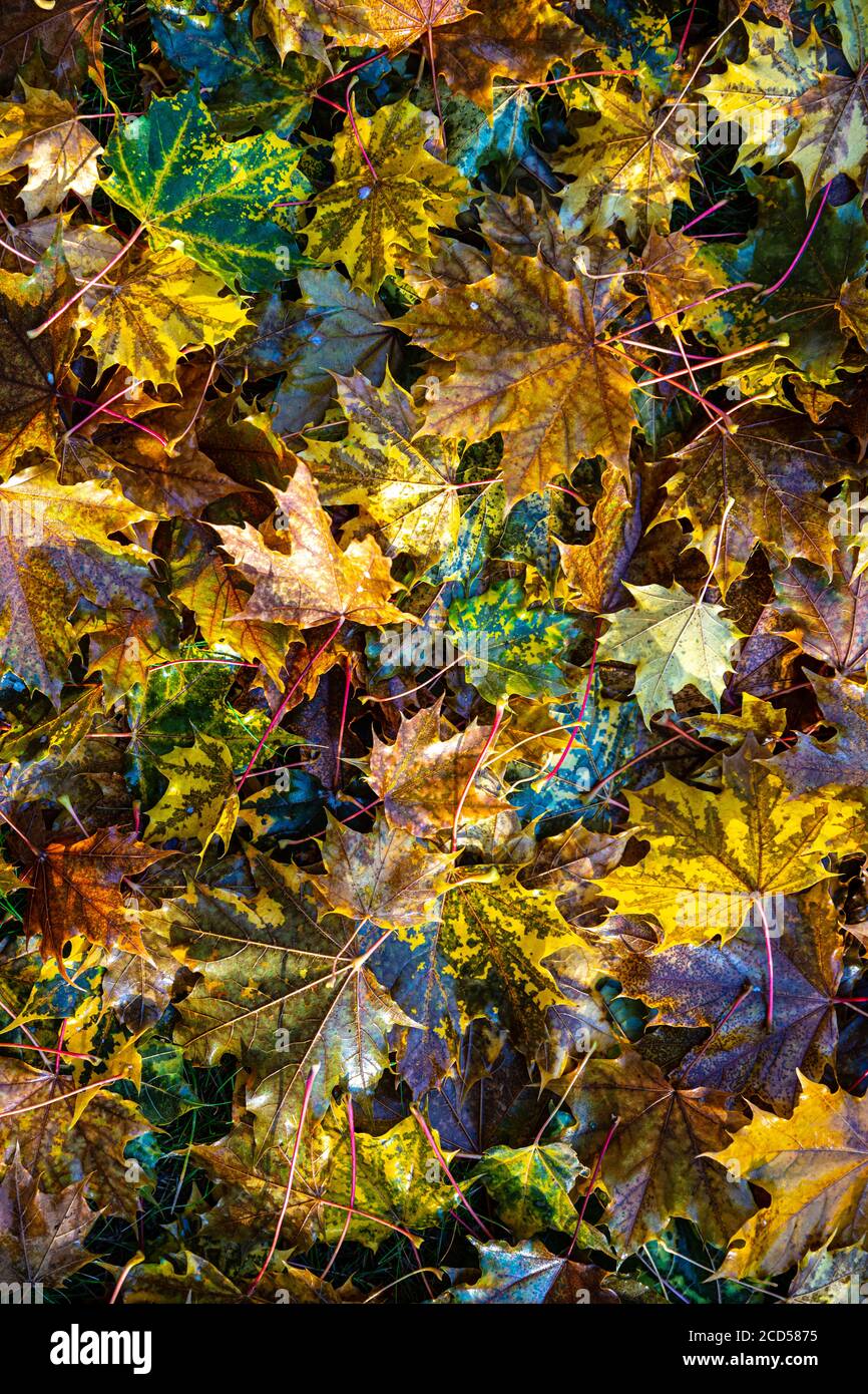 Oil on maple hi-res stock photography and images - Alamy