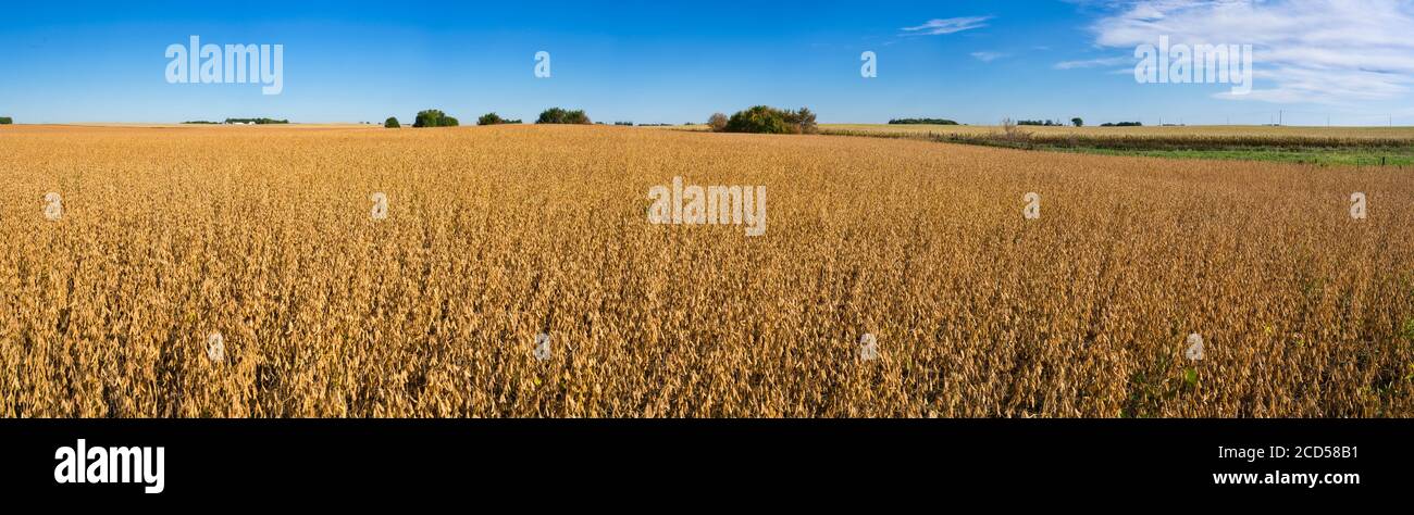 Agricultural soybean field hi-res stock photography and images - Alamy