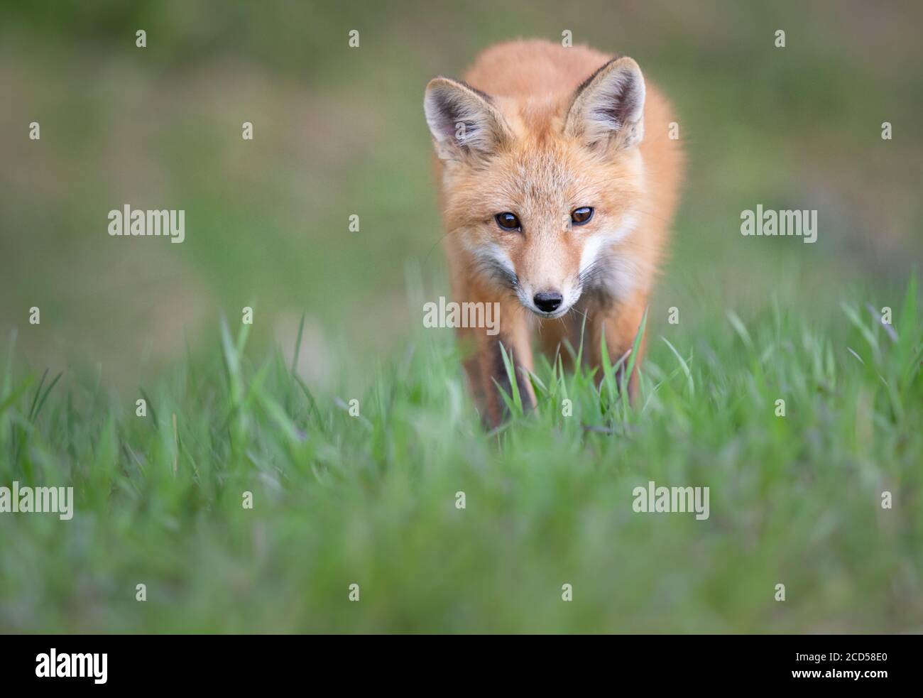 Red fox kits Stock Photo - Alamy