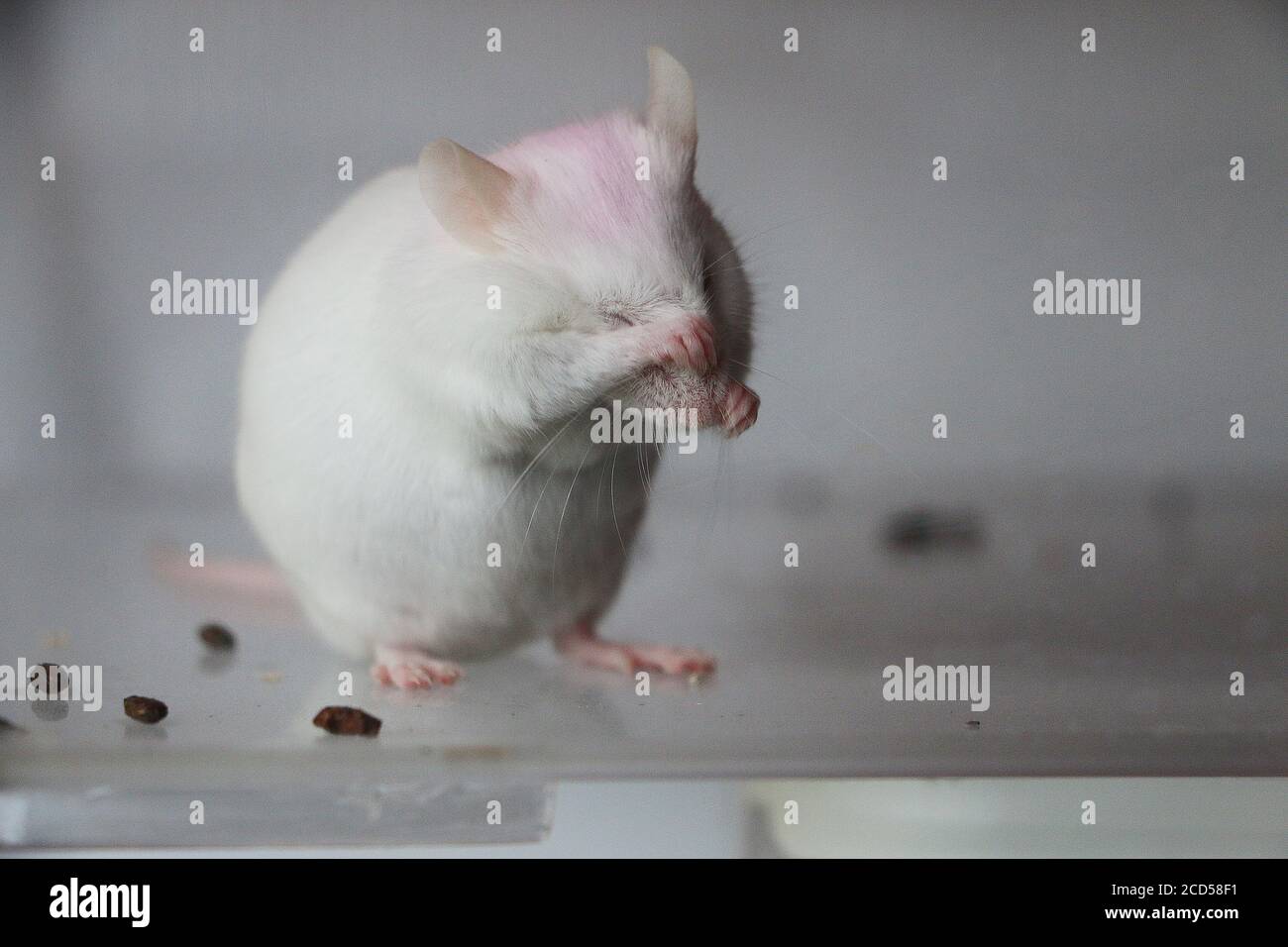 Animal scratching ear hi-res stock photography and images - Alamy